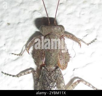 Bark Mantises (Tarachodes) Insecta Stock Photo - Alamy