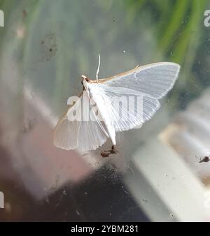 Jasmine Moth (Palpita vitrealis) Insecta Stock Photo - Alamy