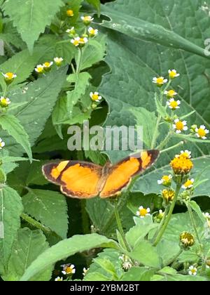 Claudina Crescent (Tegosa claudina) Insecta Stock Photo - Alamy