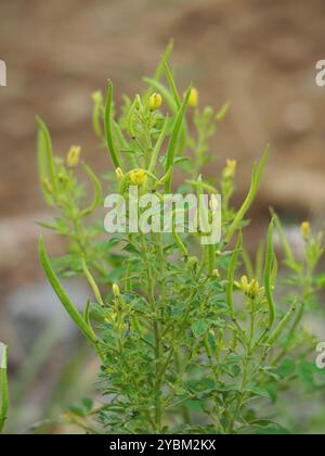 Asian spiderflower (Cleome viscosa) Plantae Stock Photo - Alamy