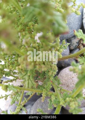Jerusalem oak (Dysphania botrys) Plantae Stock Photo - Alamy