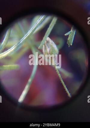 Corn spurrey (Spergula arvensis) Plantae Stock Photo - Alamy