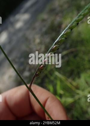 Bread Grass (Urochloa brizantha) Plantae Stock Photo - Alamy