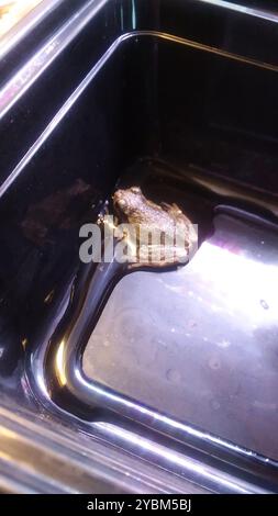 Tree Frogs and Allies (Hylidae), Amphibia, San Carlos, Panama Stock ...