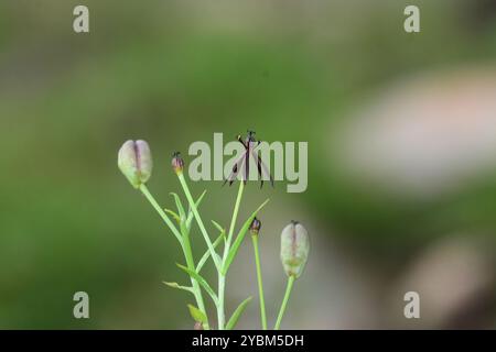 (Iphigenia magnifica) Plantae Stock Photo - Alamy