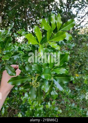 Wharangi (Melicope ternata) Plantae Stock Photo - Alamy