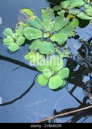 water lettuce (Pistia stratiotes) Plantae Stock Photo - Alamy