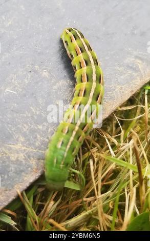 Girdler Moth (Dargida procinctus) Insecta Stock Photo - Alamy