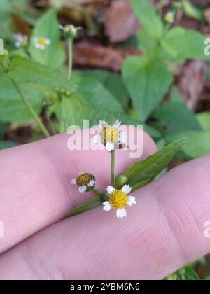 Gallant Soldier (Galinsoga parviflora) Plantae Stock Photo - Alamy