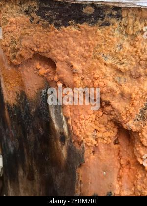 sap yeast (Cystofilobasidium macerans), Fungi, Ellington Road, London ...