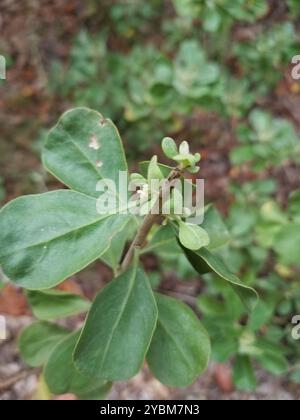 garberia (Garberia heterophylla) Plantae Stock Photo - Alamy