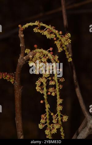 (Mallotus polycarpus) Plantae Stock Photo - Alamy
