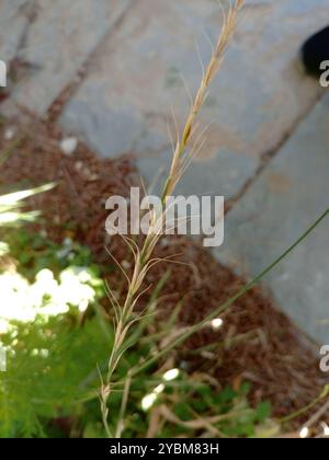 Slender wheatgrass (Elymus ciliaris), Plantae, Kamikoshikicho ...
