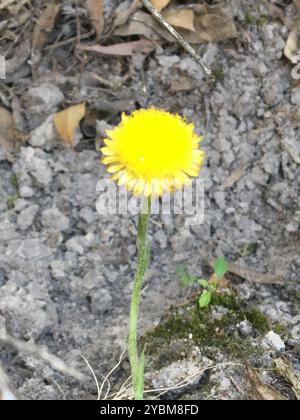 button everlasting (Coronidium scorpioides) Plantae Stock Photo - Alamy