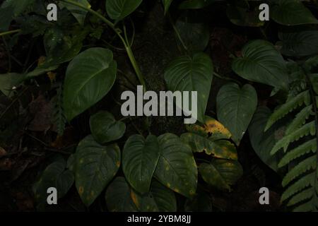 (Monstera wilsoniensis) Plantae Stock Photo - Alamy