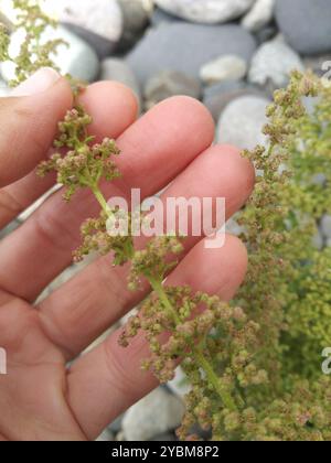 Jerusalem oak (Dysphania botrys) Plantae Stock Photo - Alamy