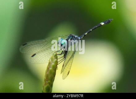 Spine-bellied Dryad (Nephepeltia phryne) Insecta Stock Photo - Alamy