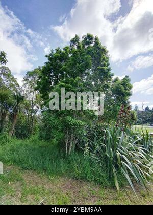 tarata (Pittosporum eugenioides) Plantae Stock Photo - Alamy