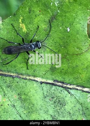 Spider Wasps (Pompilidae) Insecta Stock Photo - Alamy