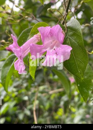 bignonia family (Bignoniaceae) Plantae Stock Photo - Alamy