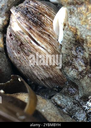 Boring Softshell Clam (Platyodon cancellatus) Mollusca Stock Photo - Alamy