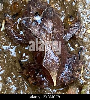Smooth-horned Frogs (Proceratophrys) Amphibia Stock Photo - Alamy