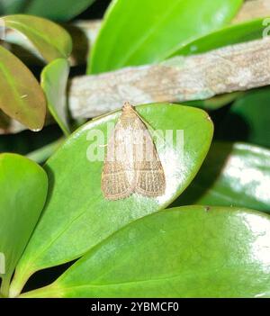 Hayworms (Hypsopygia) Insecta Stock Photo - Alamy