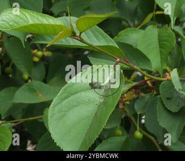 Web-spinning Sawflies (Pamphiliidae) Insecta Stock Photo - Alamy