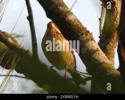 Chestnut Bunting (Emberiza rutila) Aves Stock Photo - Alamy