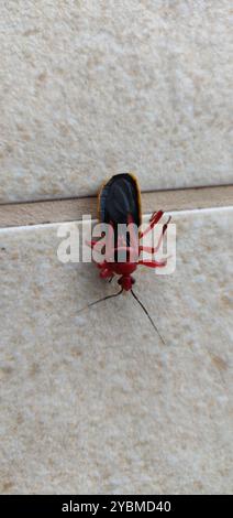 (Brontostoma discus) Insecta Stock Photo - Alamy