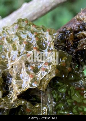Tree Jelly Lichens (Collema) Fungi Stock Photo - Alamy