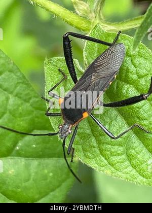 (Phthiacnemia picta) Insecta Stock Photo - Alamy