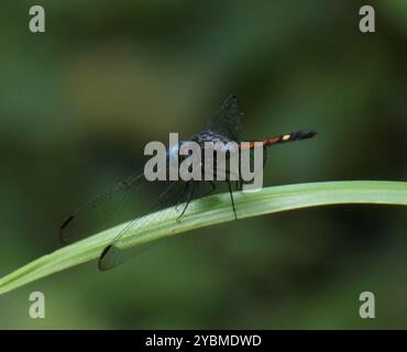 Black Dasher (Micrathyria atra) Insecta Stock Photo - Alamy
