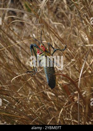 Rainbow Milkweed Locust (Phymateus saxosus) Insecta Stock Photo - Alamy
