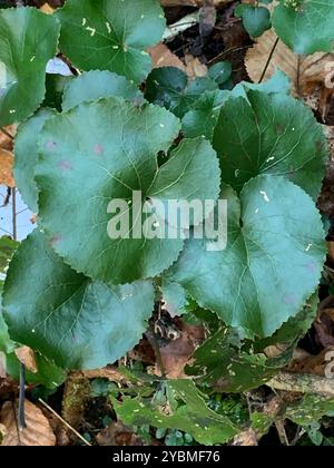 galax (Galax urceolata) Plantae Stock Photo - Alamy