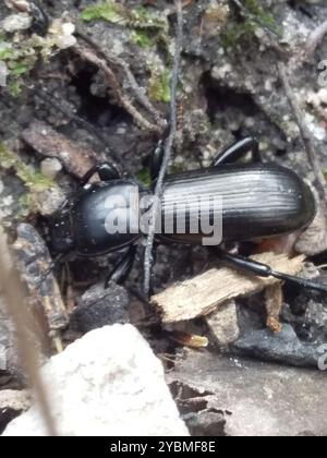 (Cardiothorax behri) Insecta Stock Photo - Alamy