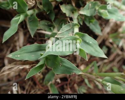 Sprawling Signalgrass (Urochloa reptans) Plantae Stock Photo - Alamy