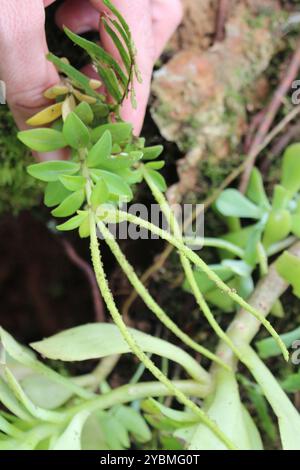 (Peperomia olivacea) Plantae Stock Photo - Alamy