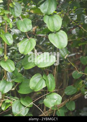 Bearded Smilax (Smilax bracteata), Plantae, 台灣新北市 Stock Photo - Alamy