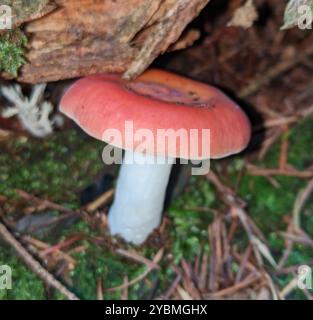 Winter Russula (Russula cremoricolor) Fungi Stock Photo - Alamy