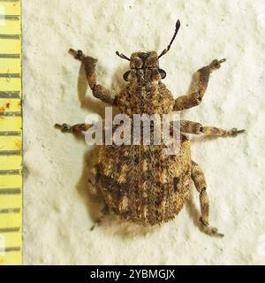 Rough Convolvulus Weevils (Blosyrus) Insecta Stock Photo - Alamy
