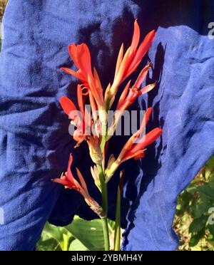Indian shot (Canna indica) Plantae Stock Photo - Alamy