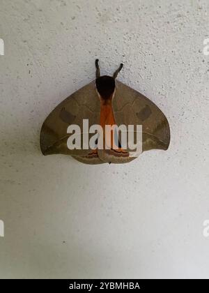 (Automeris illustris) Insecta Stock Photo - Alamy