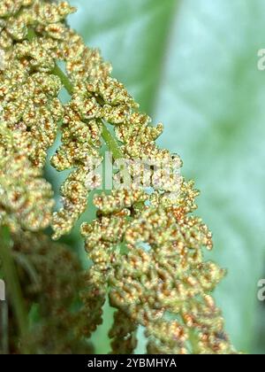 (Anemia phyllitidis) Plantae Stock Photo - Alamy