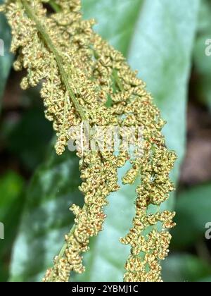 (Anemia phyllitidis phyllitidis) Plantae Stock Photo - Alamy