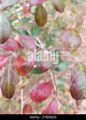 sparkleberry (Vaccinium arboreum) Plantae Stock Photo - Alamy