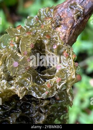 Tree Jelly Lichens (Collema) Fungi Stock Photo - Alamy