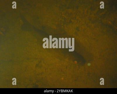 Carps, characins, catfishes and allies (Ostariophysi) Actinopterygii ...