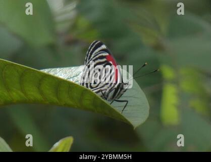 (Diaethria clymena janeira) Insecta Stock Photo - Alamy