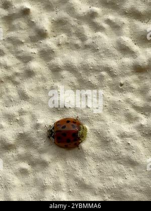 (Hesperomyces harmoniae) Fungi Stock Photo - Alamy